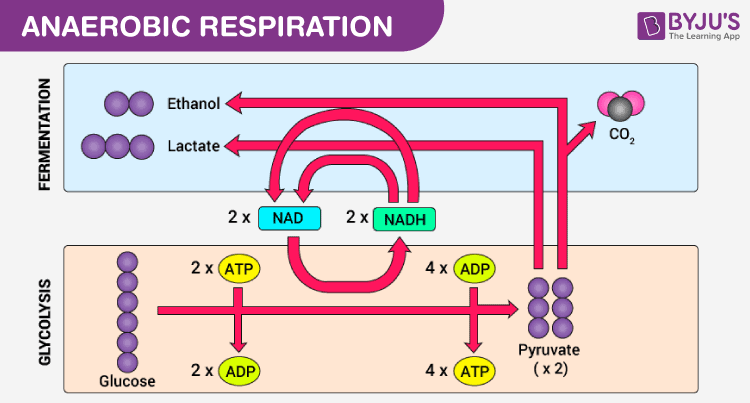Anaerobic Vs. Aerobic Respiration - ClassNotes.ng