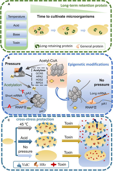 Microbial Adaptation To Environments - ClassNotes.ng