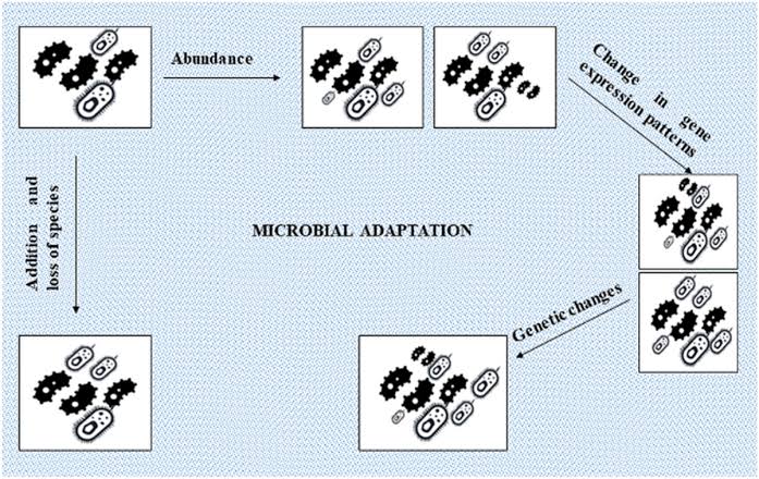 Microbial Adaptation To Environments - ClassNotes.ng