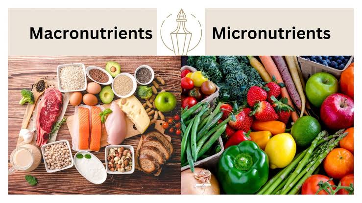 Macronutrients And Micronutrients - ClassNotes.ng