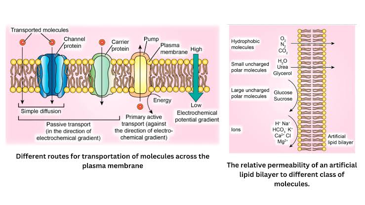 Nutrient Uptake Mechanisms (Diffusion, Active Transport) - ClassNotes.ng
