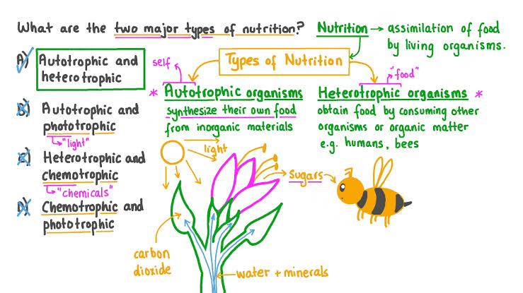 Nutritional Types (Phototrophs, Chemotrophs, Heterotrophs, Autotrophs ...