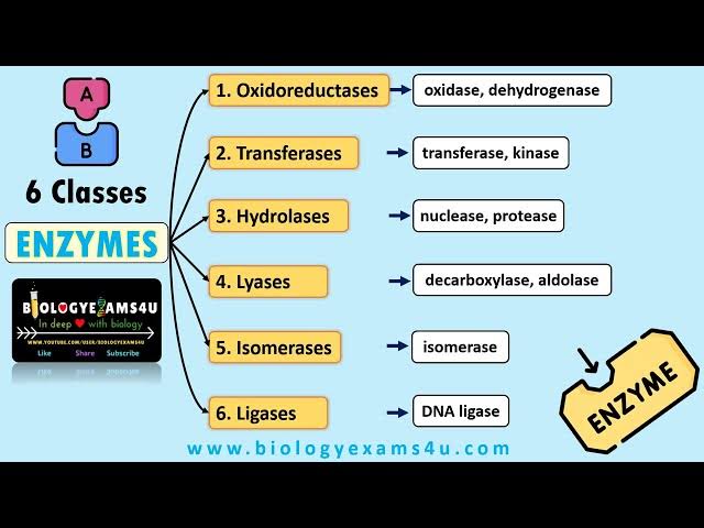 Enzyme Classification And Nomenclature - ClassNotes.ng
