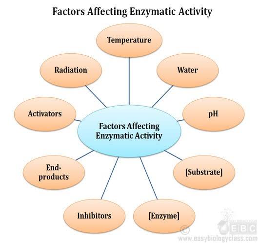 Factors Affecting Enzyme Activity - ClassNotes.ng