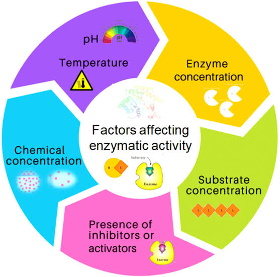 Factors Affecting Enzyme Activity - ClassNotes.ng