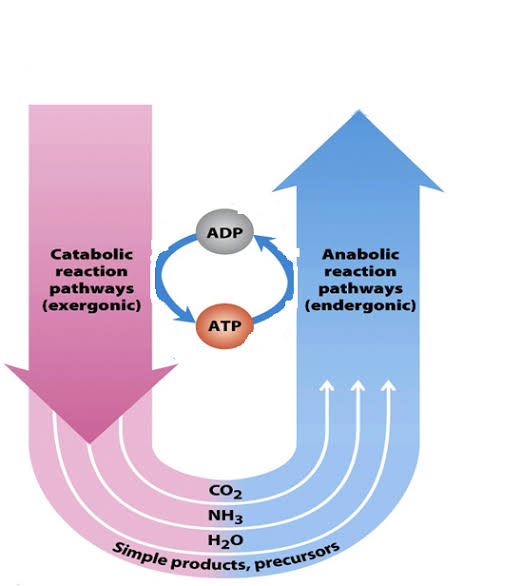 Atp And Energy Currency Of The Cell - Class Notes