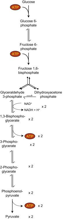 Glycolysis (Embden-meyerhof Pathway) - ClassNotes.ng