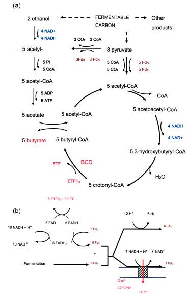 Fermentation: Lactic Acid, Alcoholic, Mixed Acid Fermentation ...