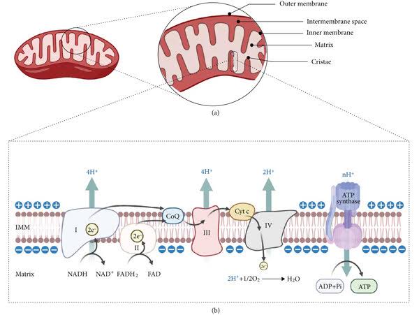 Structure And Function Of Etc - Class Notes