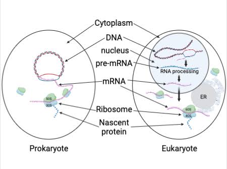Comparison Between Prokaryotic And Eukaryotic Respiration - Class Notes