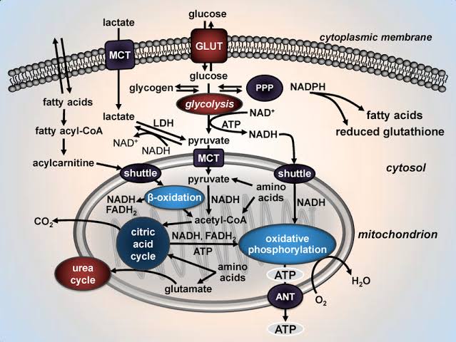 Deamination And Transamination In Protein Metabolism - ClassNotes.ng