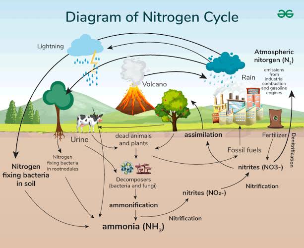 Nitrogen Fixation And Assimilation - ClassNotes.ng
