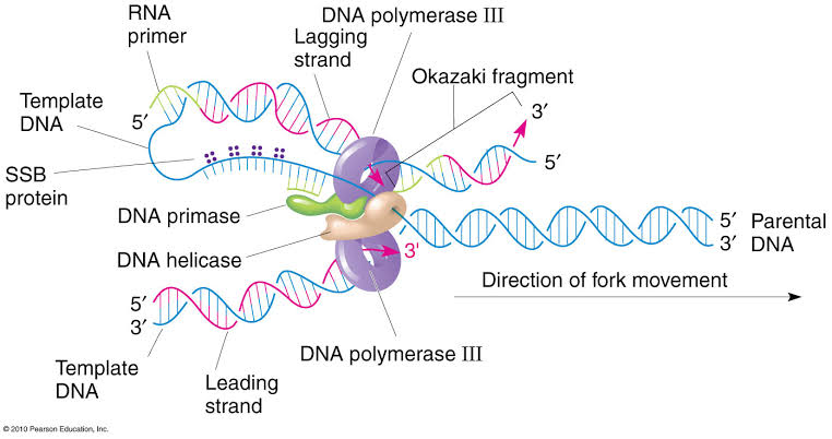 Leading And Lagging Strand Synthesis - ClassNotes.ng