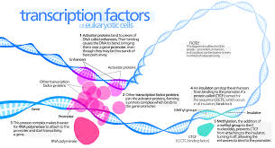 Transcription Factors - Class Notes