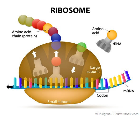 Ribosomes In Protein Synthesis - ClassNotes.ng
