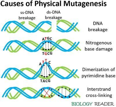 Mutagens (Chemical, Physical, Biological) - ClassNotes.ng
