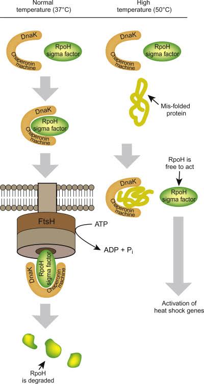 Role Of Sigma Factors And Repressors - ClassNotes.ng