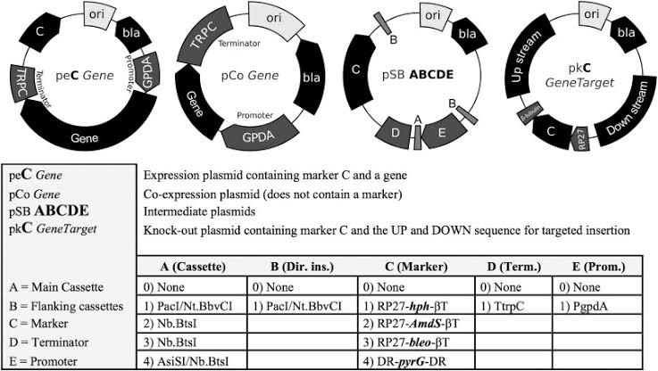 Types And Functions Of Plasmids - ClassNotes.ng