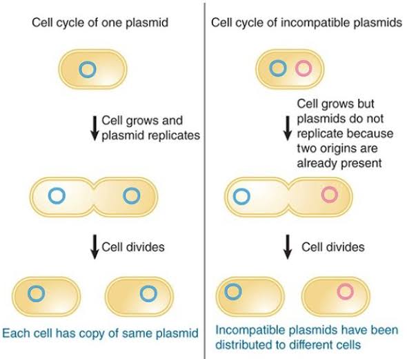 Replication And Compatibility - ClassNotes.ng