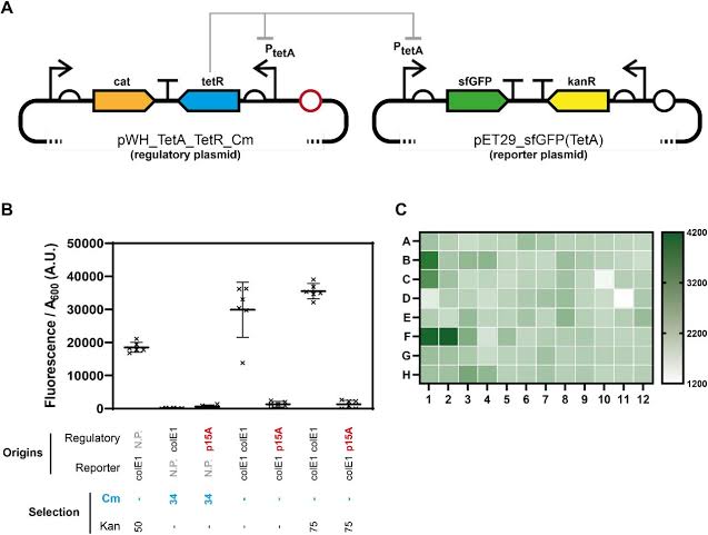 Homologous And Site-specific Recombination - ClassNotes.ng