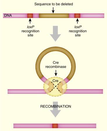 Insertion Sequences And Transposons - ClassNotes.ng