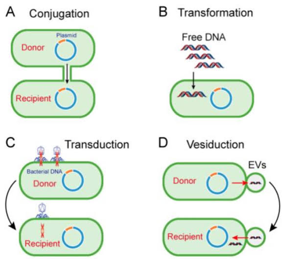 Transformation Transduction And Conjugation Classnotes Ng