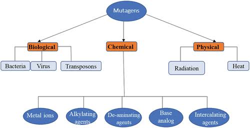 Applications in mutagenesis - Class Notes