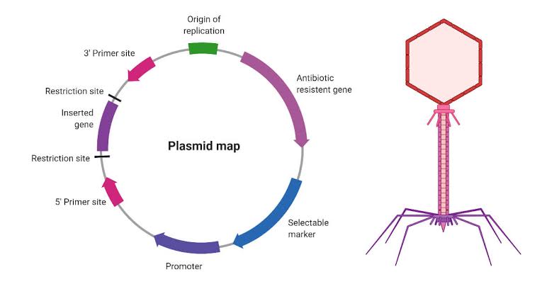 Cloning Vectors (Plasmids, Phages) - ClassNotes.ng
