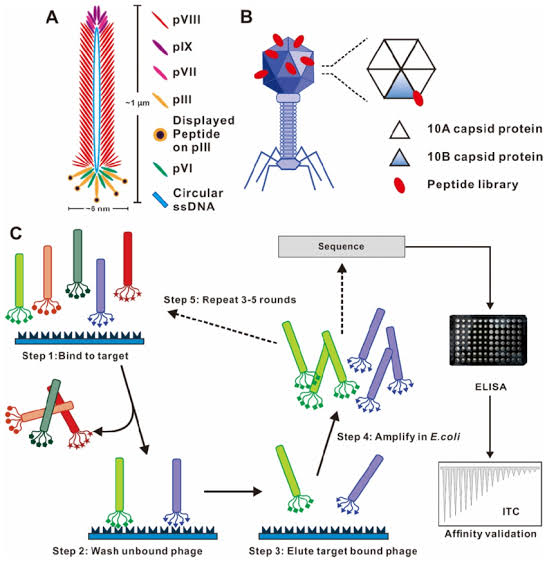 Cloning Vectors (Plasmids, Phages) - Class Notes