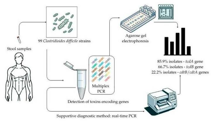 Pcr And Gel Electrophoresis - ClassNotes.ng