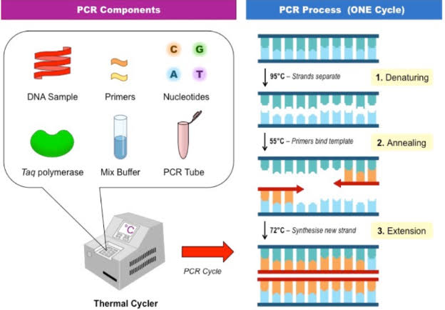 Pcr And Gel Electrophoresis - ClassNotes.ng