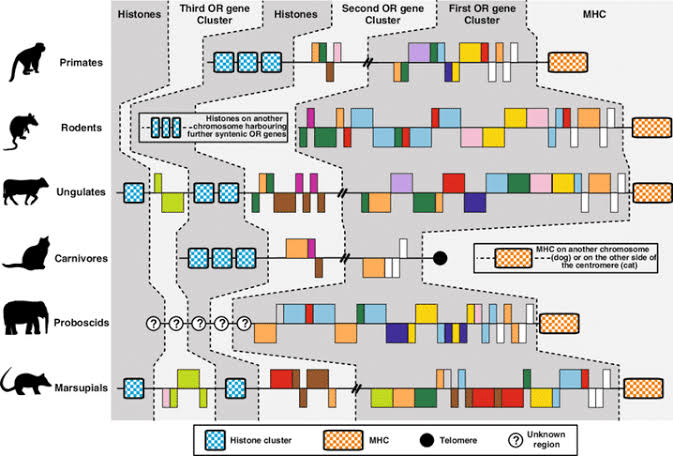 Comparative Genomics - Class Notes