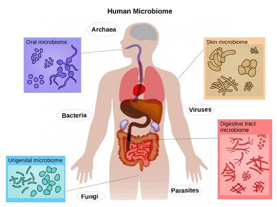 Normal Flora And Opportunistic Infections - ClassNotes.ng