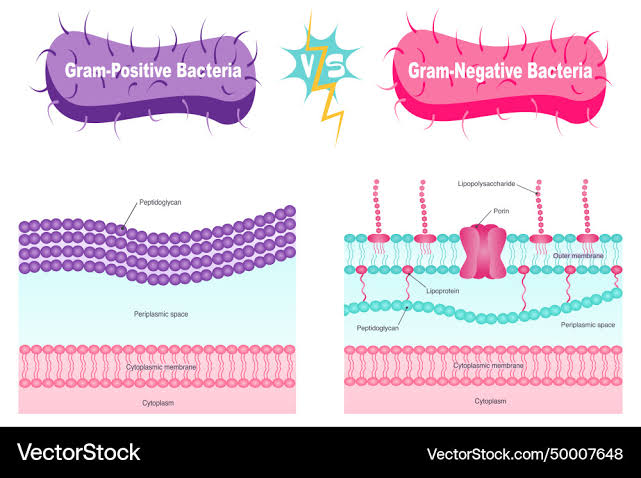 Gram-positive Vs. Gram-negative Bacteria - ClassNotes.ng