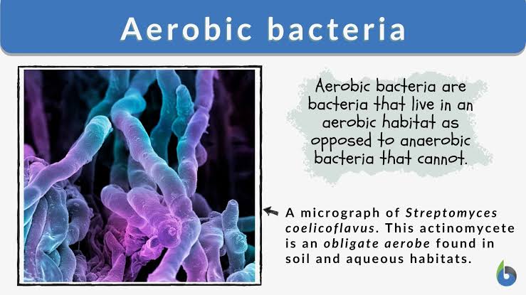 Aerobic Vs. Anaerobic Bacteria - ClassNotes.ng