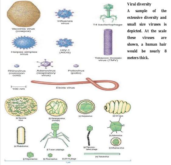 Virus-host Interactions And Viral Replication Cycles - ClassNotes.ng