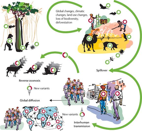 Mechanisms Of Viral Persistence And Latency - ClassNotes.ng