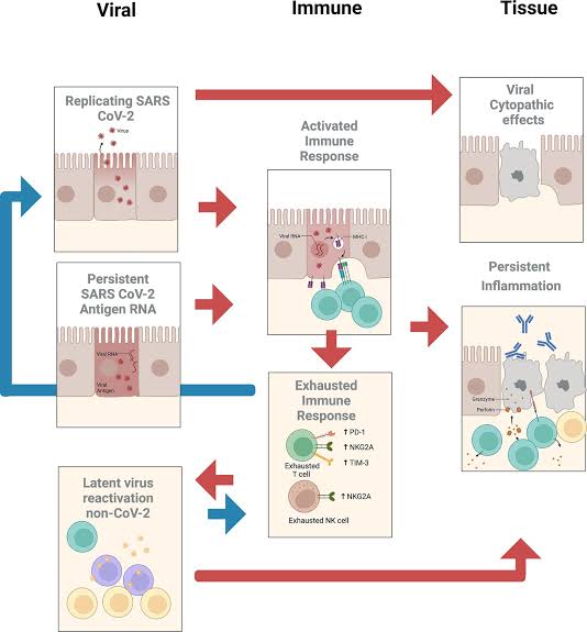 Immune Response To Viral Infection - ClassNotes.ng