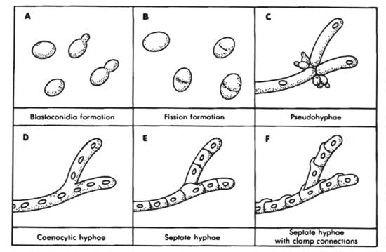 Morphology And Classification Of Fungi - Class Notes