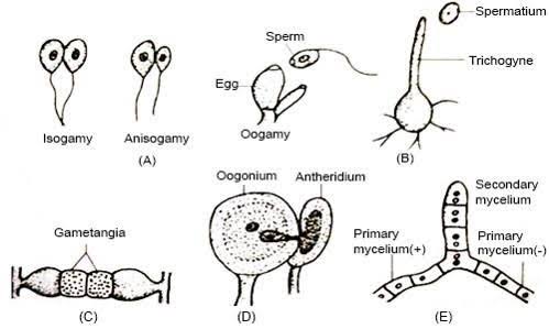 Morphology And Classification Of Fungi - Class Notes