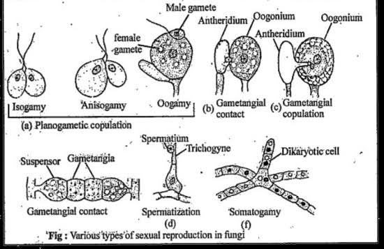 Morphology And Classification Of Fungi - ClassNotes.ng