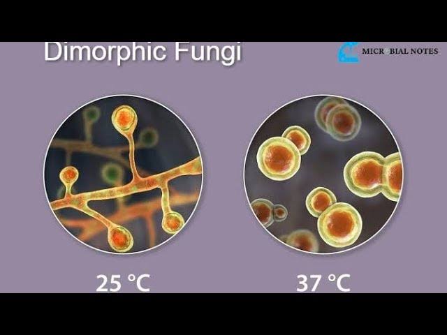 Dimorphic Fungi, Yeasts, And Molds - Class Notes