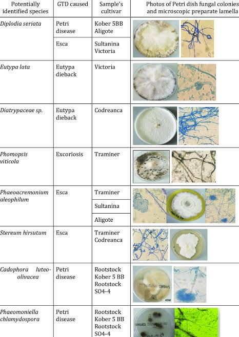 Fungal Culture And Identification - ClassNotes.ng
