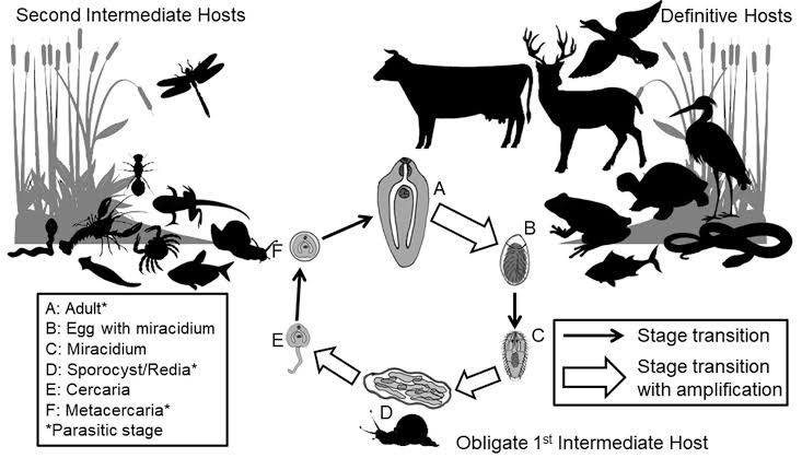 Plasmodium Spp. (Malaria) - Class Notes