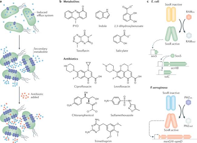 Secondary Metabolites: Antibiotics, Enzymes - ClassNotes.ng