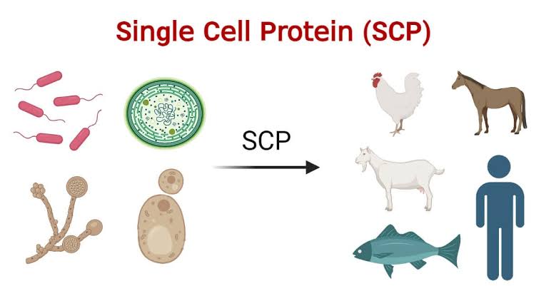 Microbial Biomass And Single-cell Protein - ClassNotes.ng