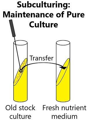 Batch, Fed-batch, And Continuous Cultures - ClassNotes.ng