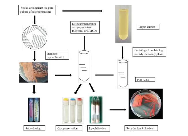 Batch, Fed-batch, And Continuous Cultures - ClassNotes.ng