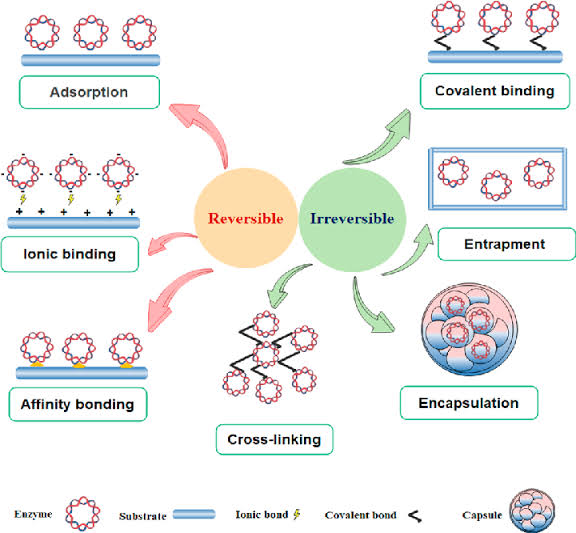 Microbial Roles In Bread, Yogurt, Cheese, Alcohol - Class Notes