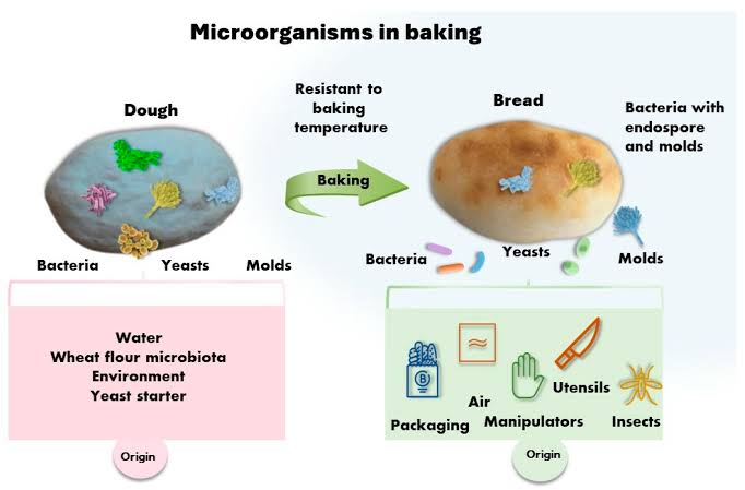 Microbial Roles In Bread, Yogurt, Cheese, Alcohol - ClassNotes.ng